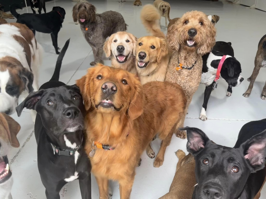 Home - Go Fetch Services