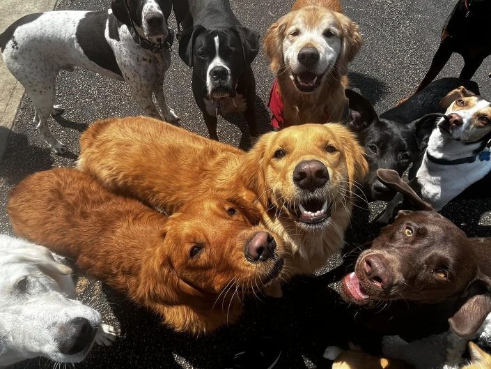 Home - Go Fetch Services